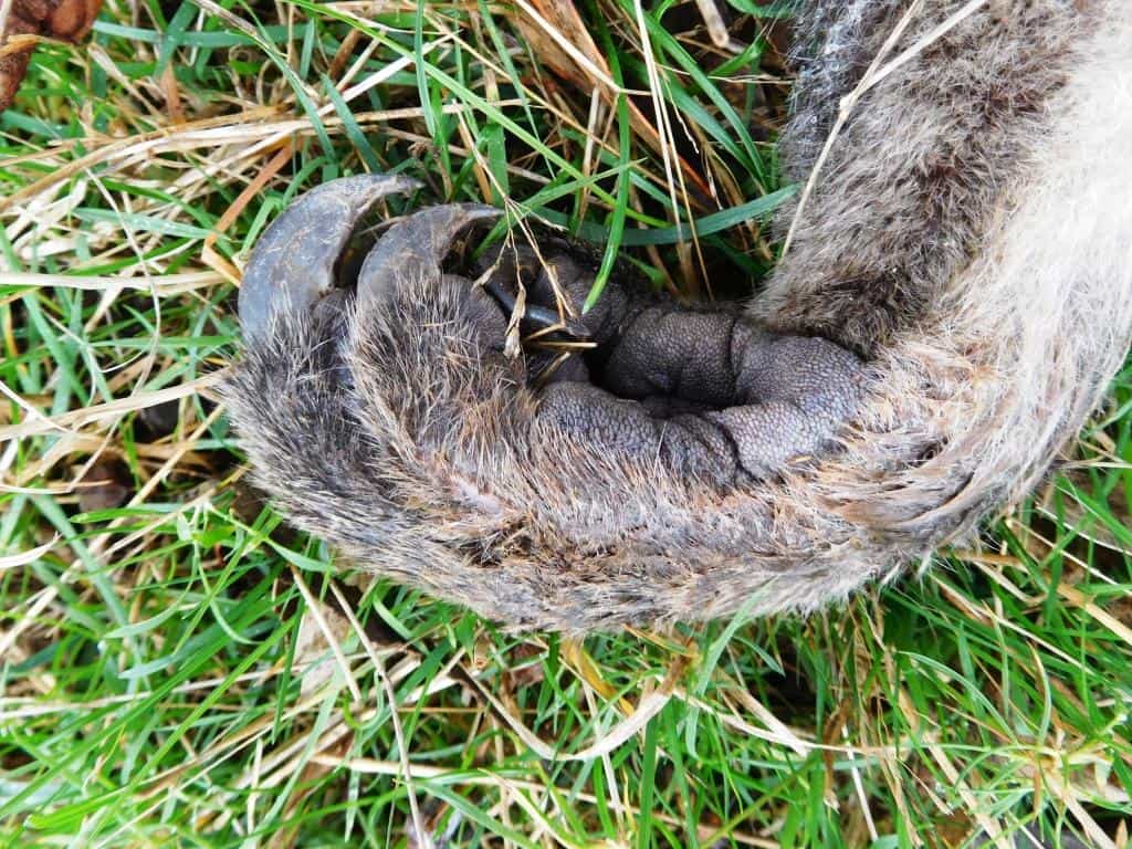 Drop Bear | The Ultralight Hiker