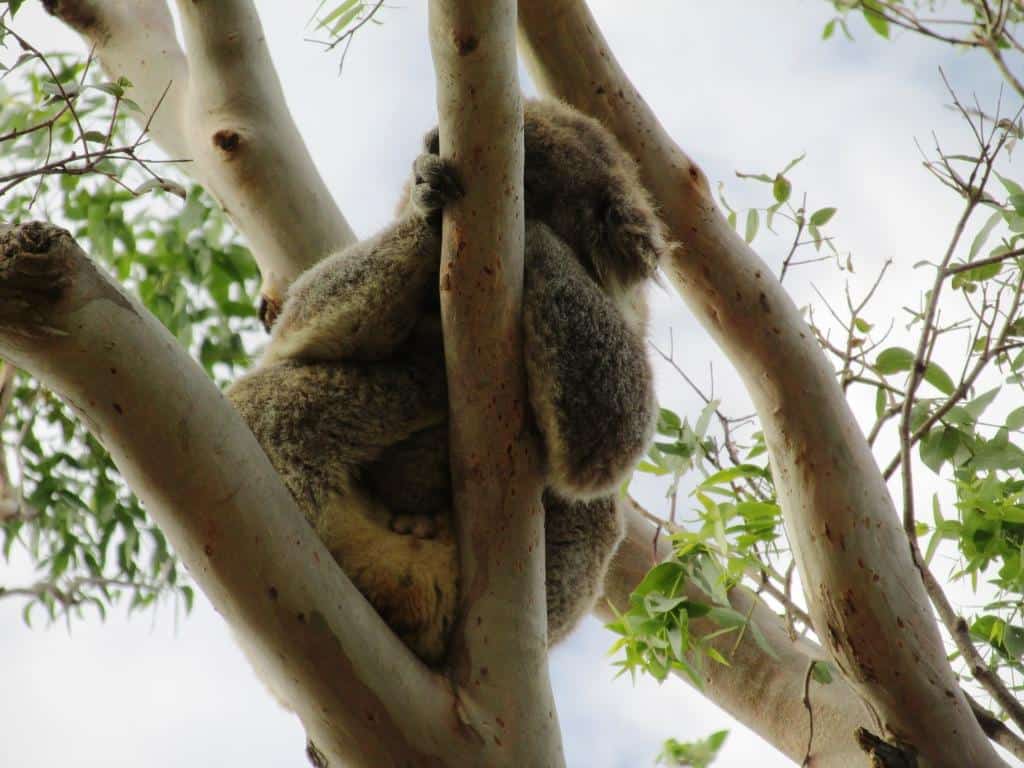 Drop Bear | The Ultralight Hiker