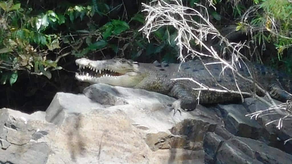 Barron River crocodile | The Ultralight Hiker