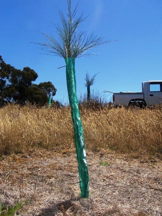 Trees and Tree Guards: | The Ultralight Hiker