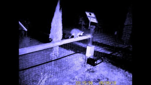 Hello Possums | The Ultralight Hiker