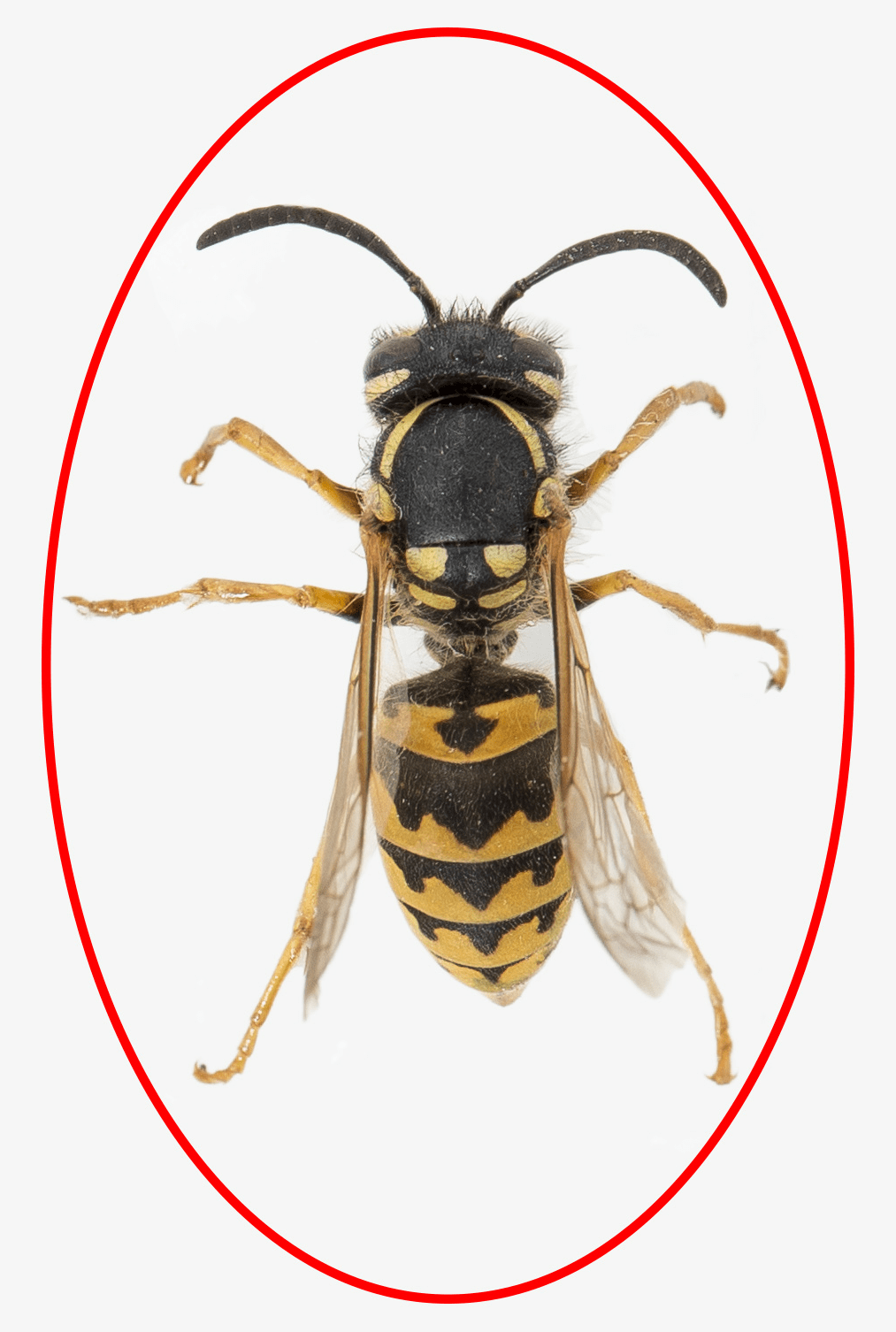 European Paper Wasp Queen