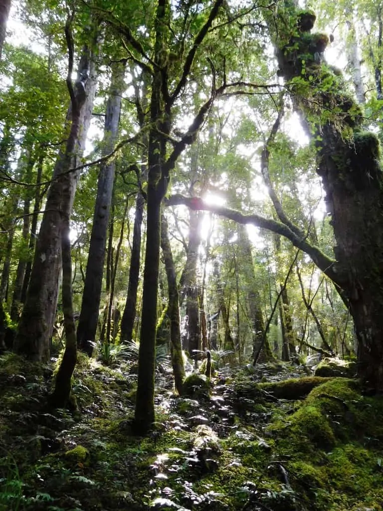 The Ultralight Hiker | Ultralight Hiking, Backpacking, Bushwalking ...